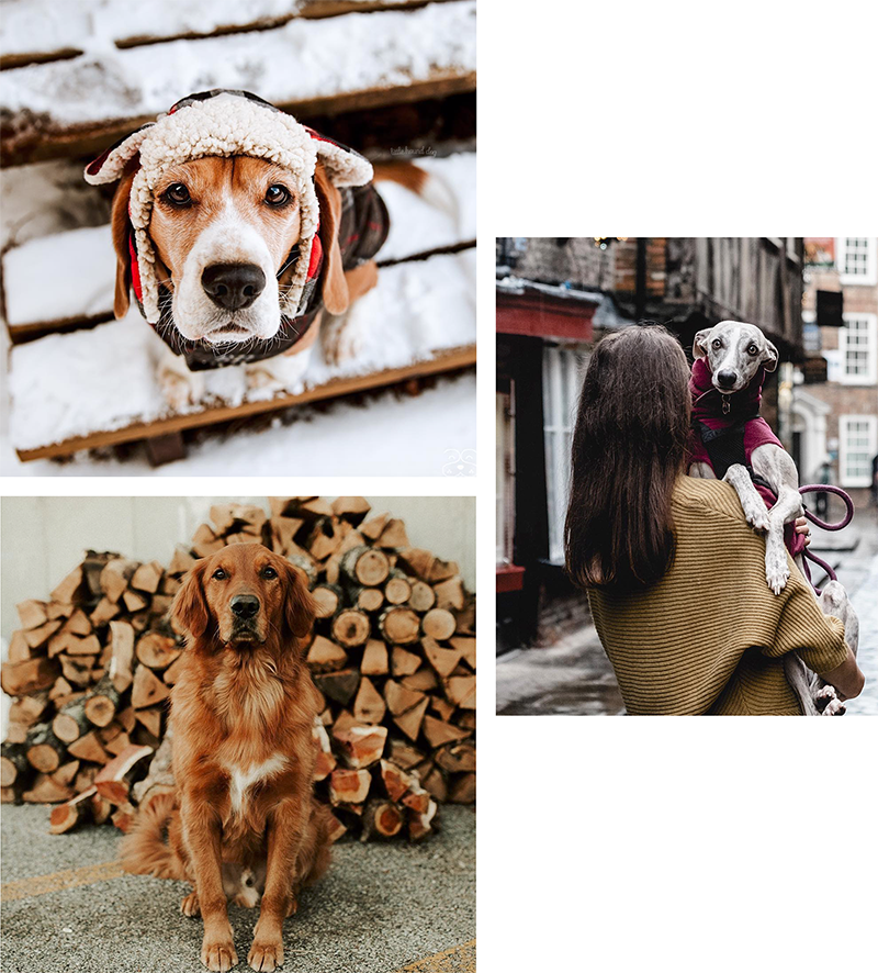 10 Instagram Dogs We Are Currently Obsessed With... – The Rover Boutique