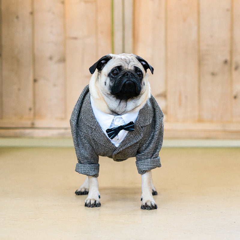 Pug Love With Pugalug Rescue – The Rover Boutique